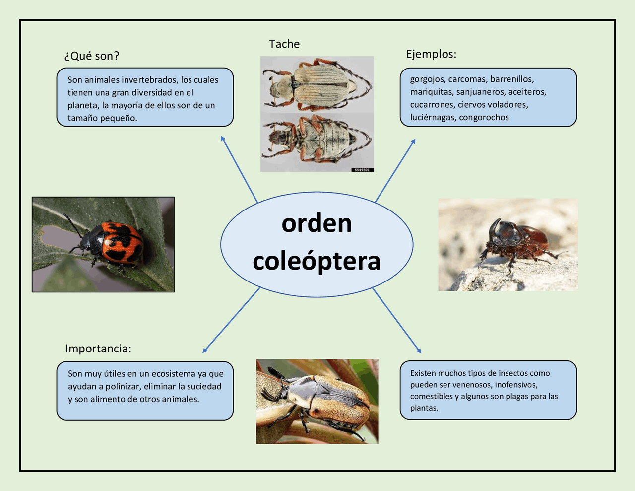 Mapa conceptual Orden coleoptera | Esquemas y mapas conceptuales de ...