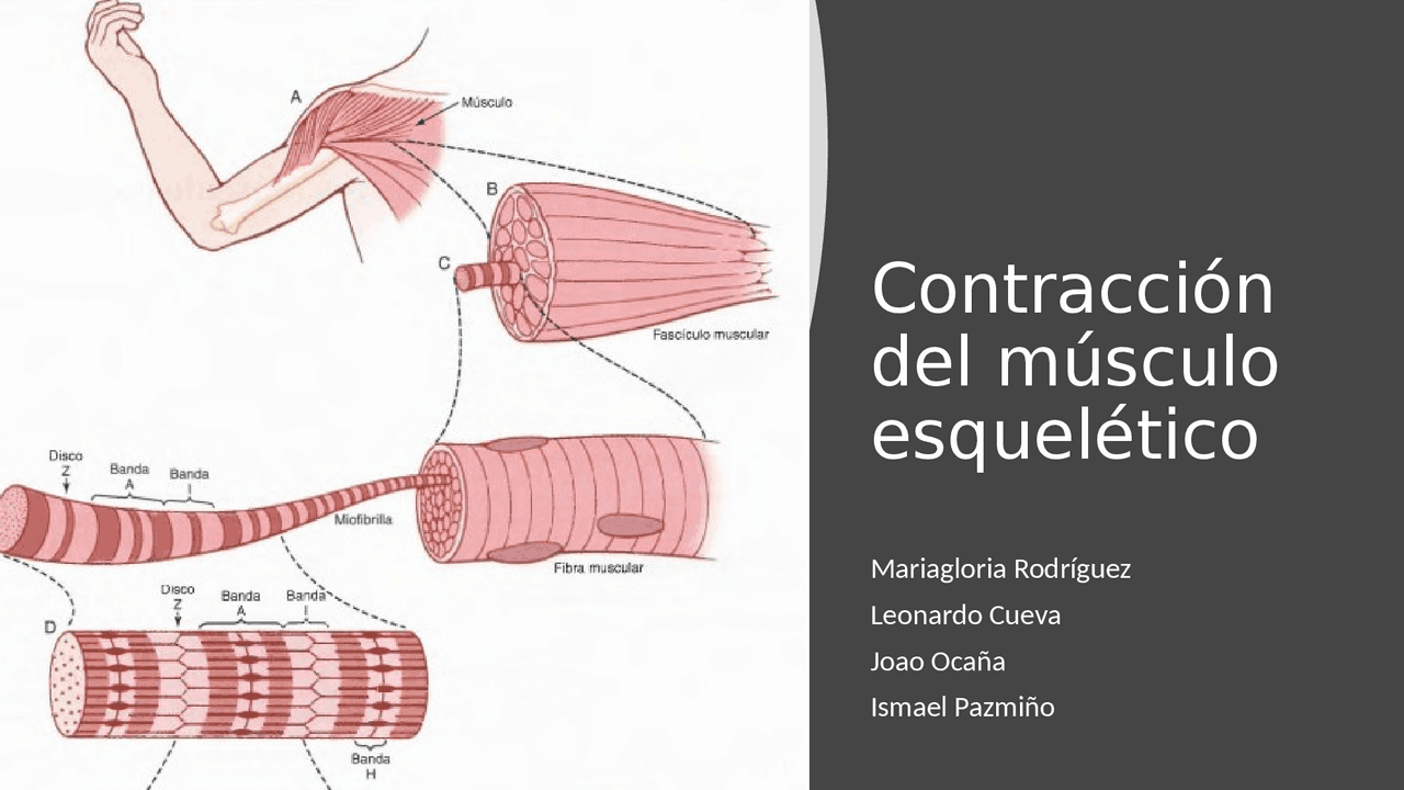 Musculo Esqueletico bandas A son oscuras o anisotrópicas con luz ...