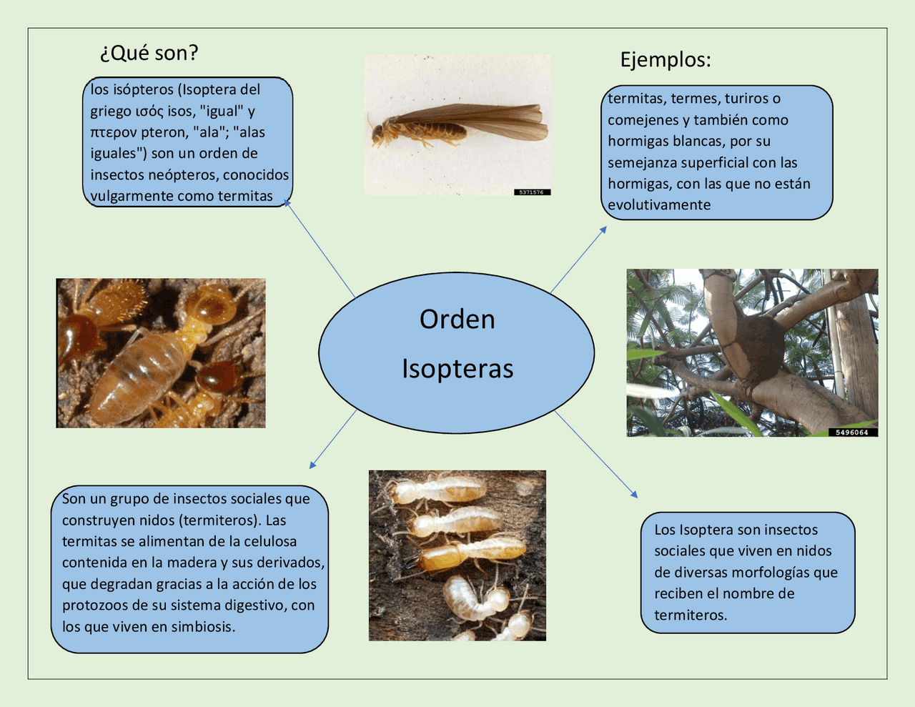 Mapa conceptual del orden isóptera | Esquemas y mapas conceptuales de ...