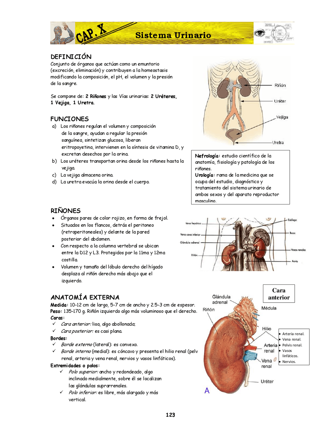 Sistema Urinario Anatomia Apuntes De Anatomía Docsity