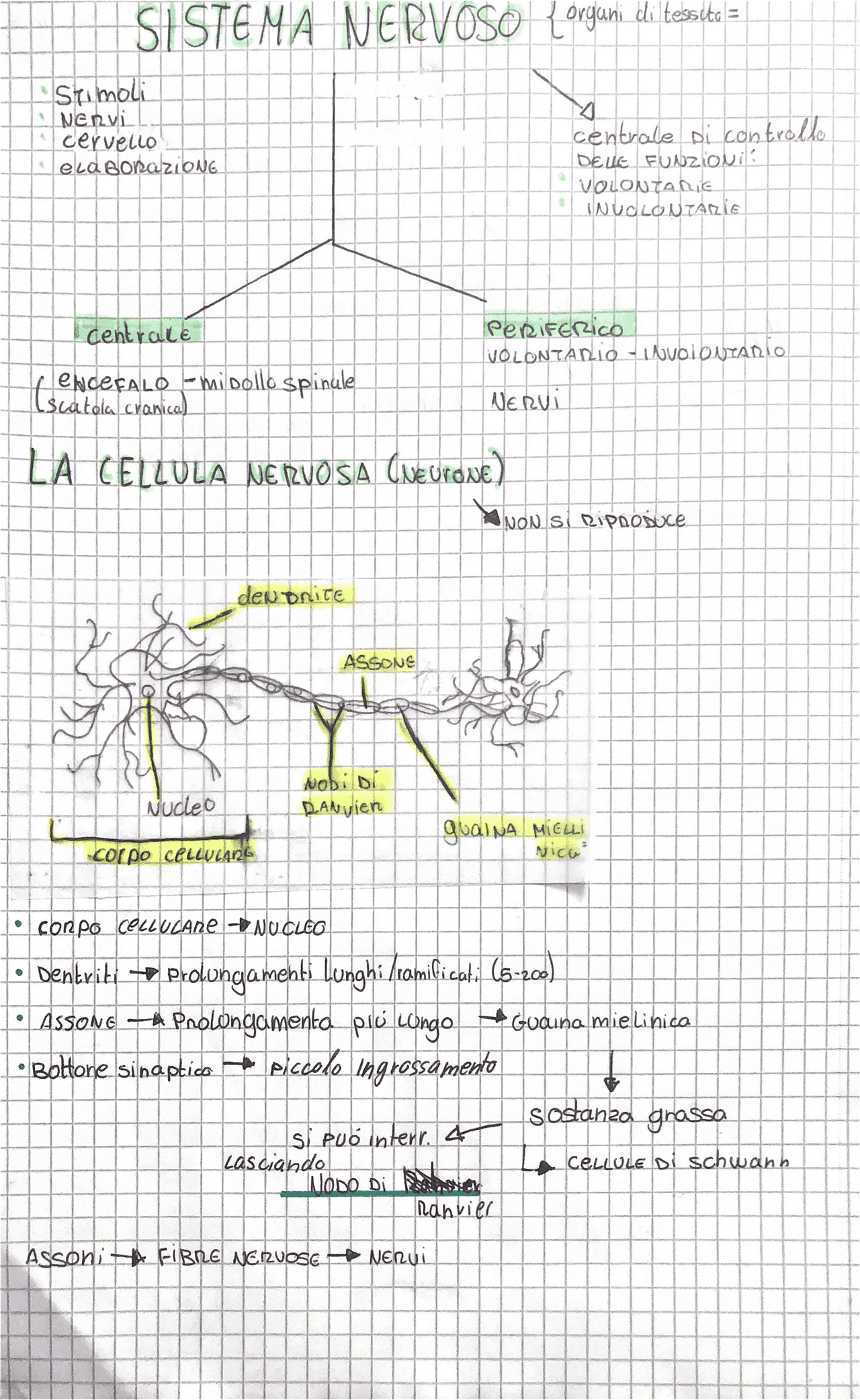 Sistema Nervoso Sistema Nervoso Centrale Schemi E Mappe Concettuali