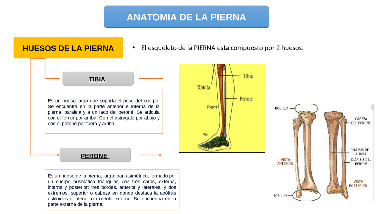 Anatomía De Los Huesos De La Pierna Huesos Del Muslo Y La Pierna