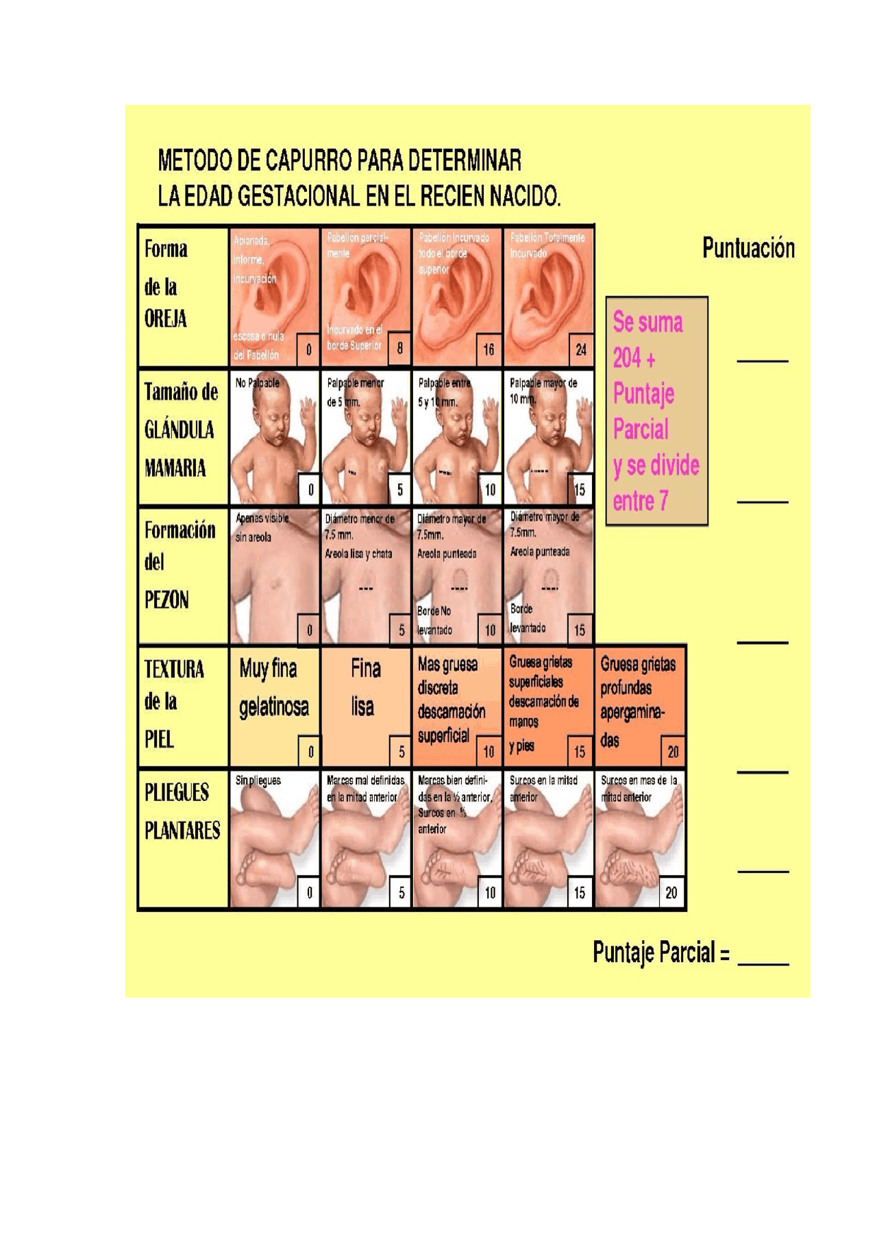 Test de Capurro de recien nacidos | Esquemas y mapas conceptuales de ...