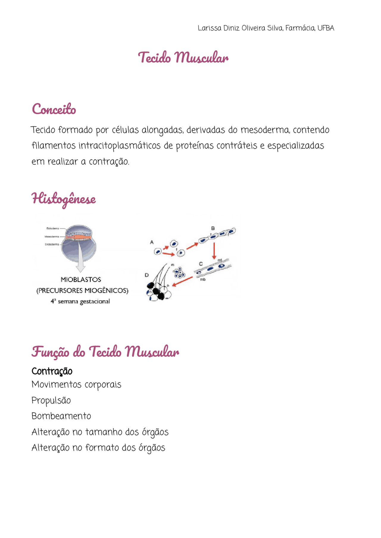 Tecido Muscular Histologia Humana Resumos Histologia Docsity