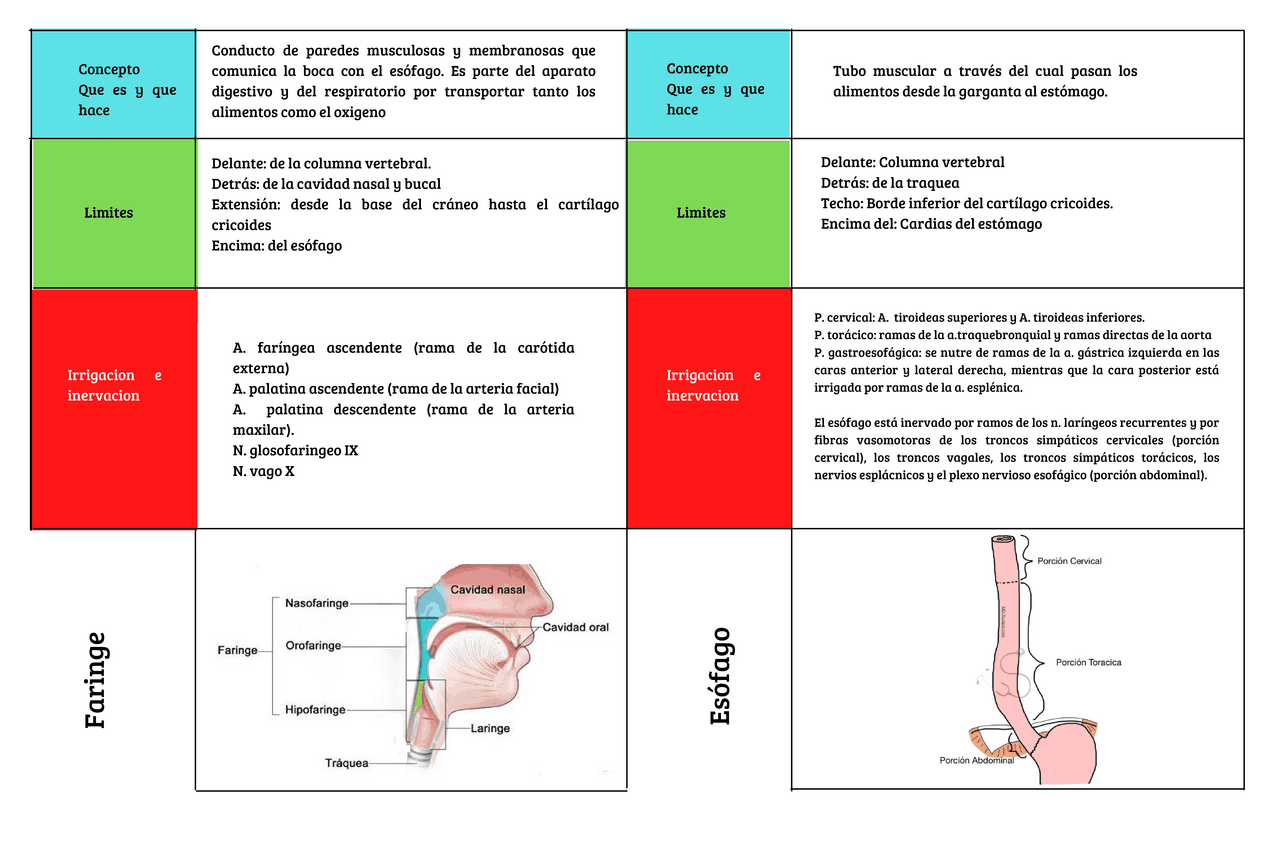 Anatomía De Faringe Esófago Y Pared Abdominal Esquemas Y Mapas