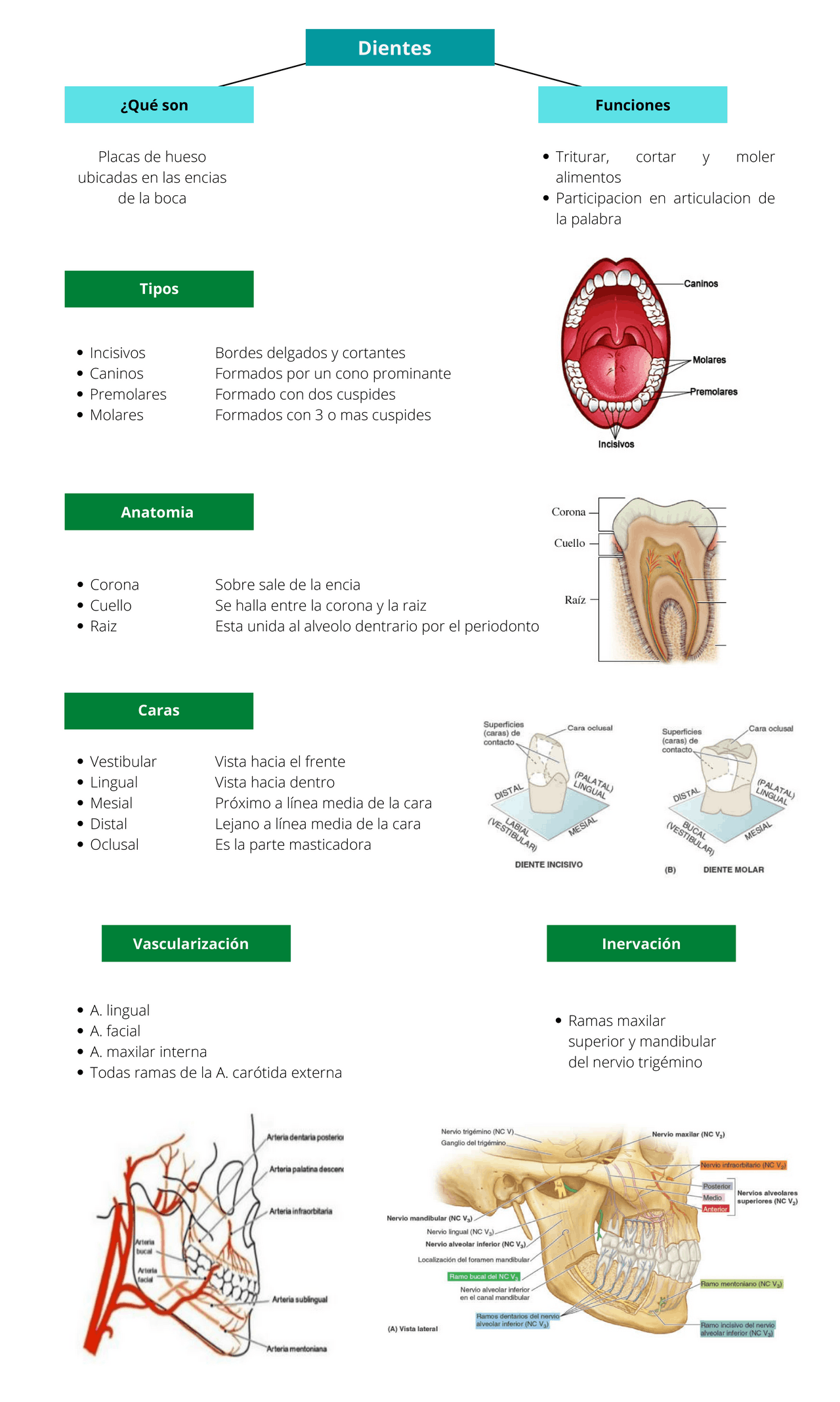 Anatomía de dientes, glándulas y músculos de la masticación de la ...