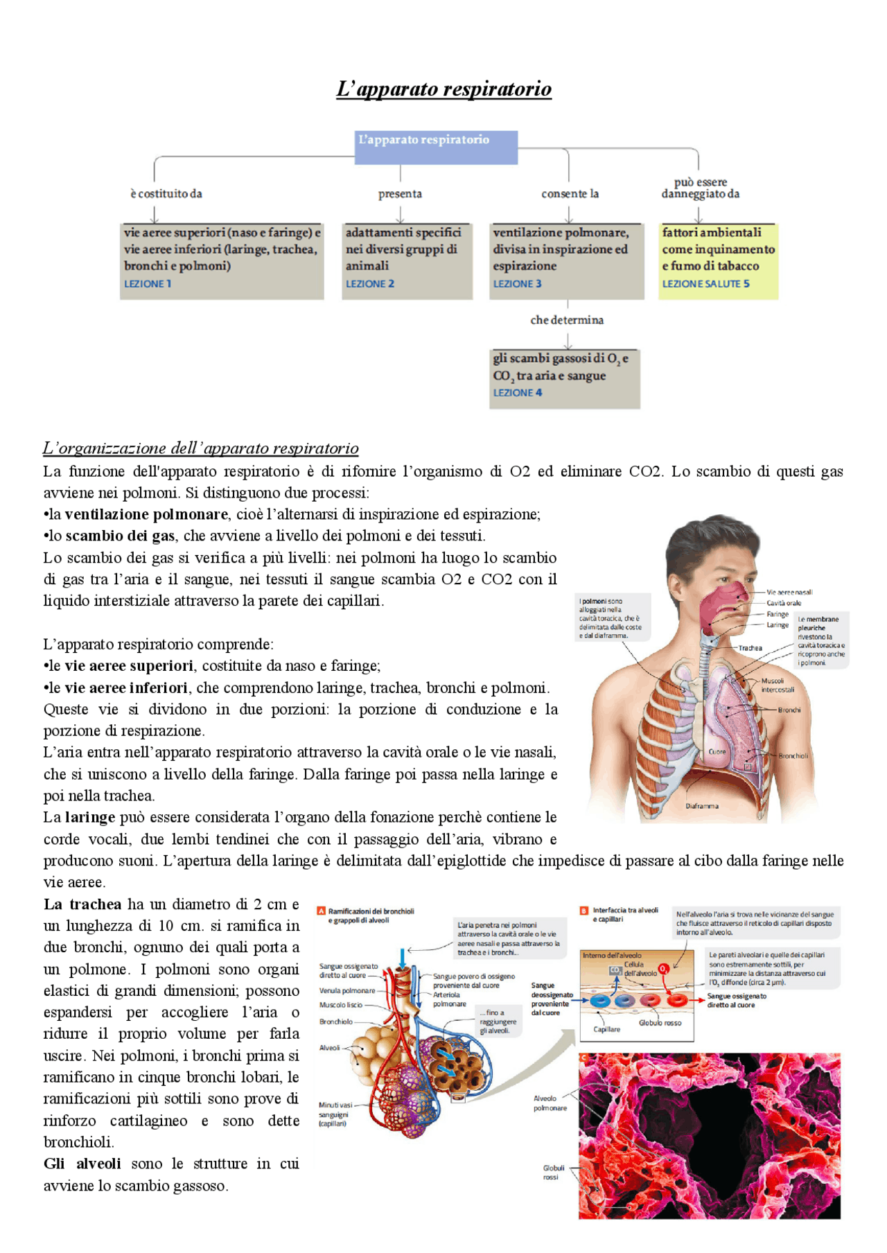 Apparato Respiratorio Appunti Di Anatomia Docsity