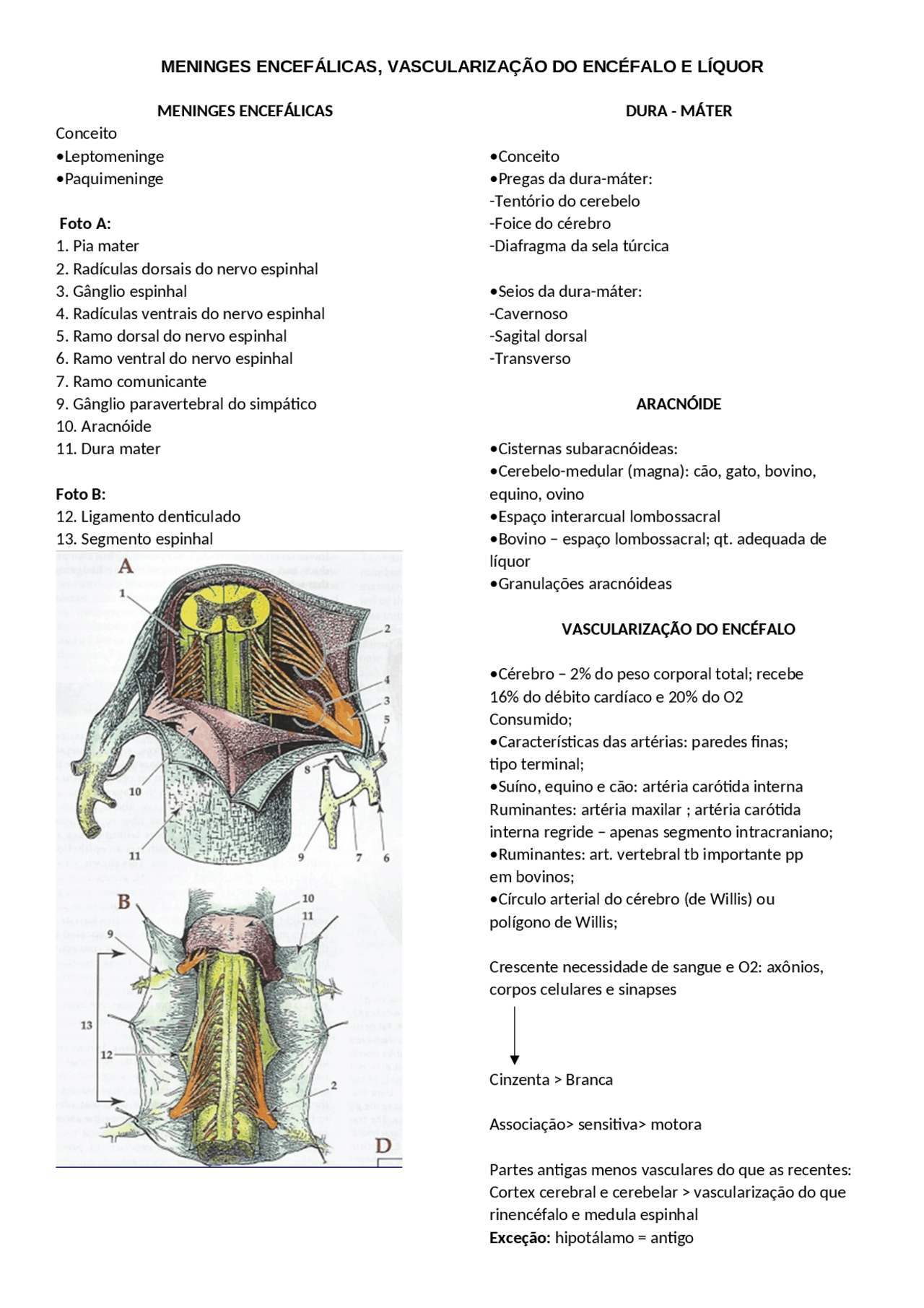 Meninges Encefalicas Notas De Aula Anatomia Docsity
