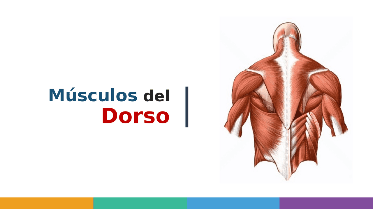 Anatomía Músculos Del Dorso Diapositivas De Anatomía Docsity