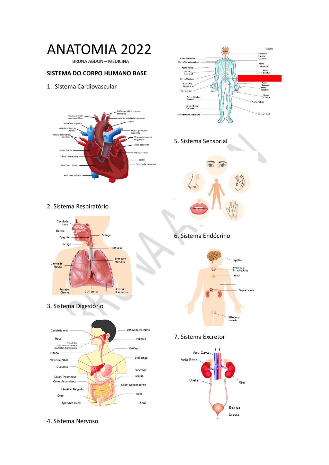ANATOMIA - SISTEMA DO CORPO HUMANO BASE | Esquemas Anatomia | Docsity