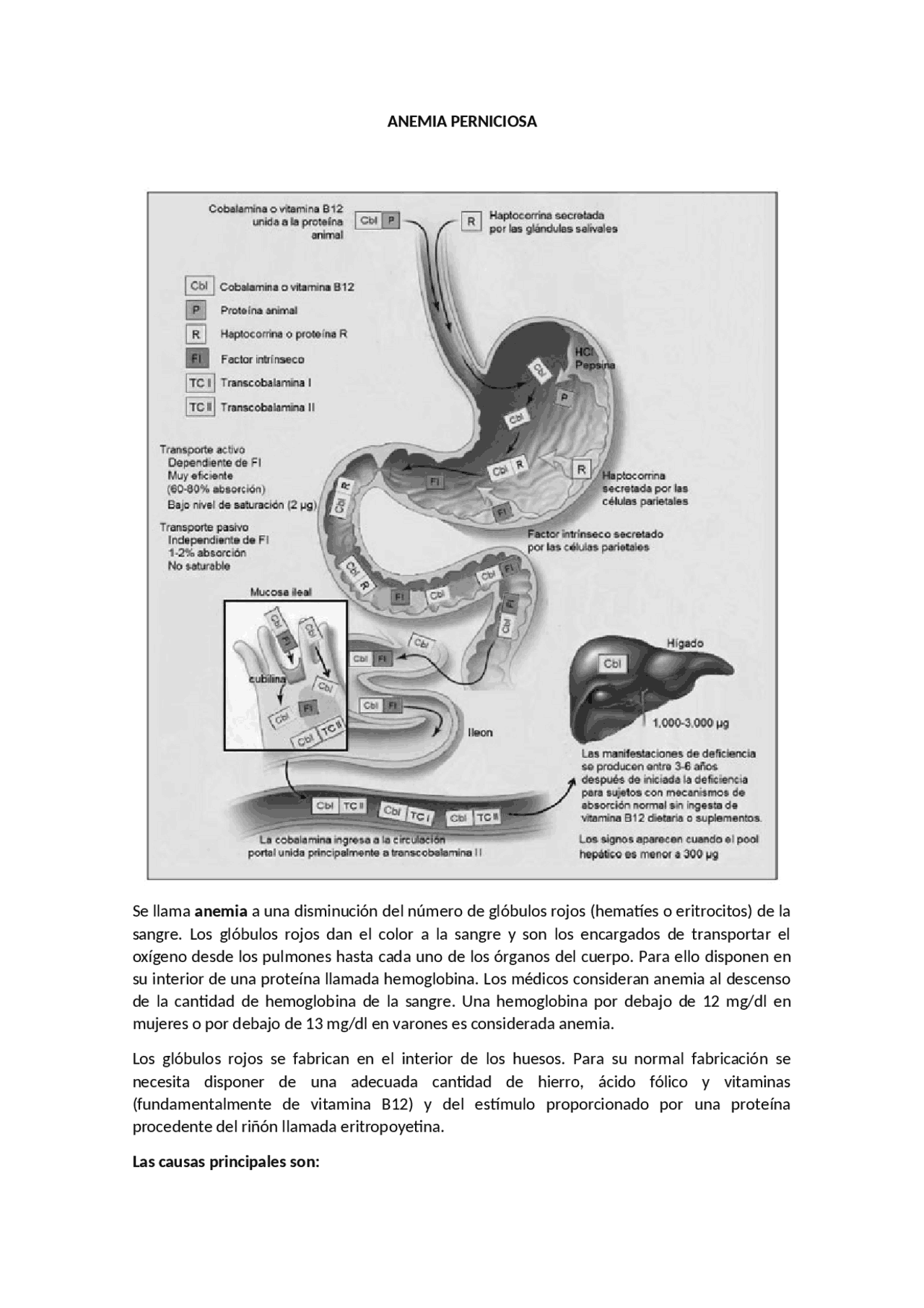 Anemia Perniciosa Tratamientos Monografías Ensayos De Biología Docsity