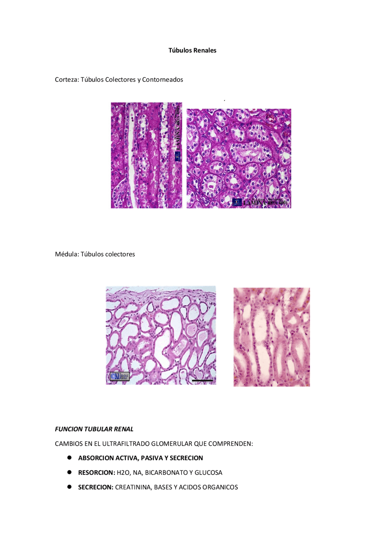 Túbulos Renales - Histología. | Resúmenes de Histología | Docsity