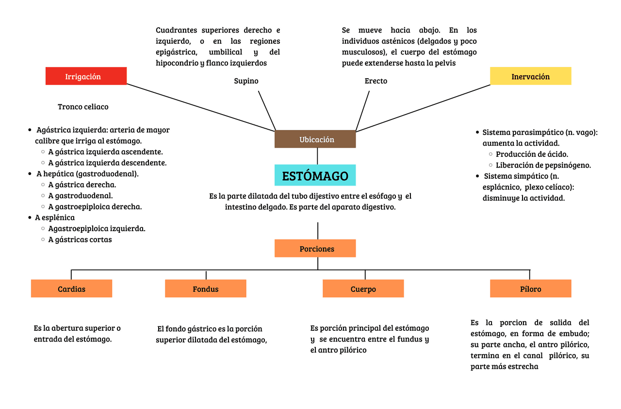 Anatomía De Estómago Intestino Grueso Y Delgado Esquemas Y Mapas