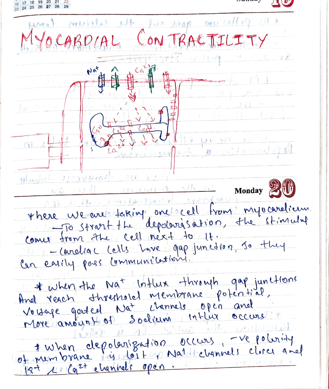 MYOCARDIAL CONTRACTILITY | Study notes Physiology | Docsity