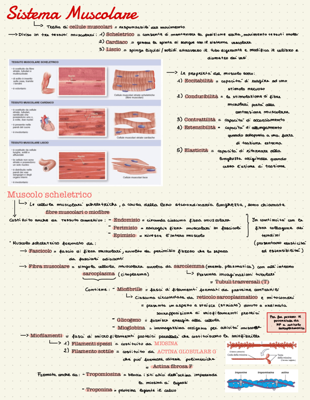 Sistema Muscolarefisiologia Appunti Di Fisiologia Umana Docsity
