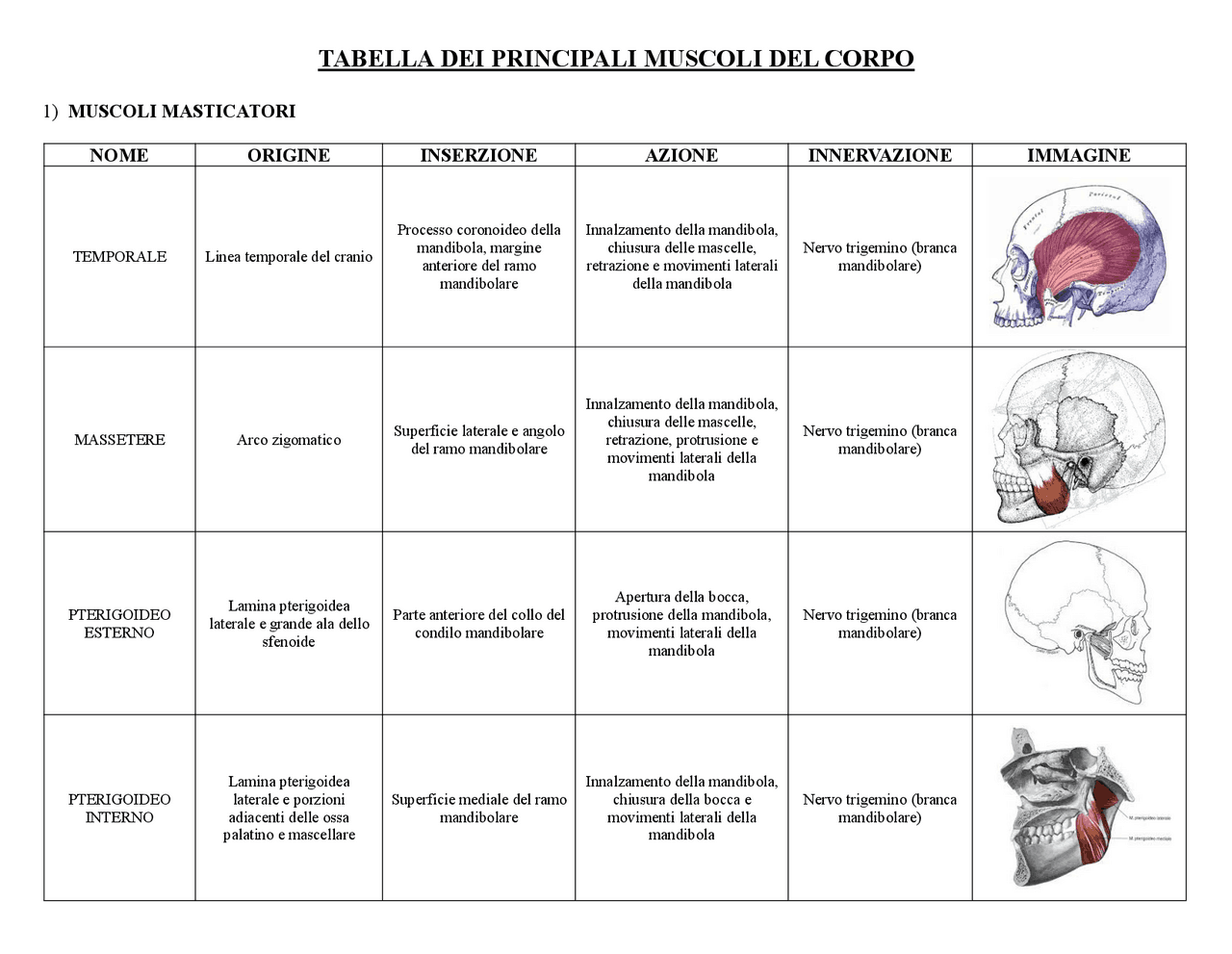 Riassunto muscoli del corpo | Schemi e mappe concettuali di Anatomia | Docsity