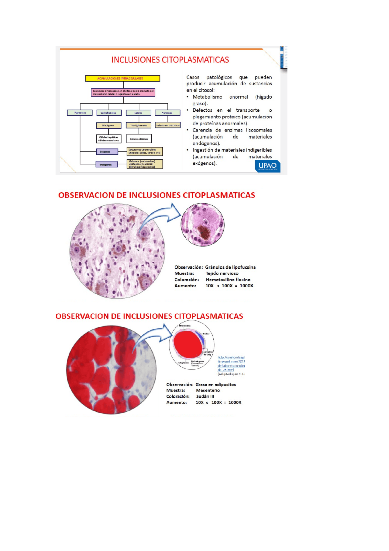 Biologia Practica Bp Resúmenes De Biología Docsity