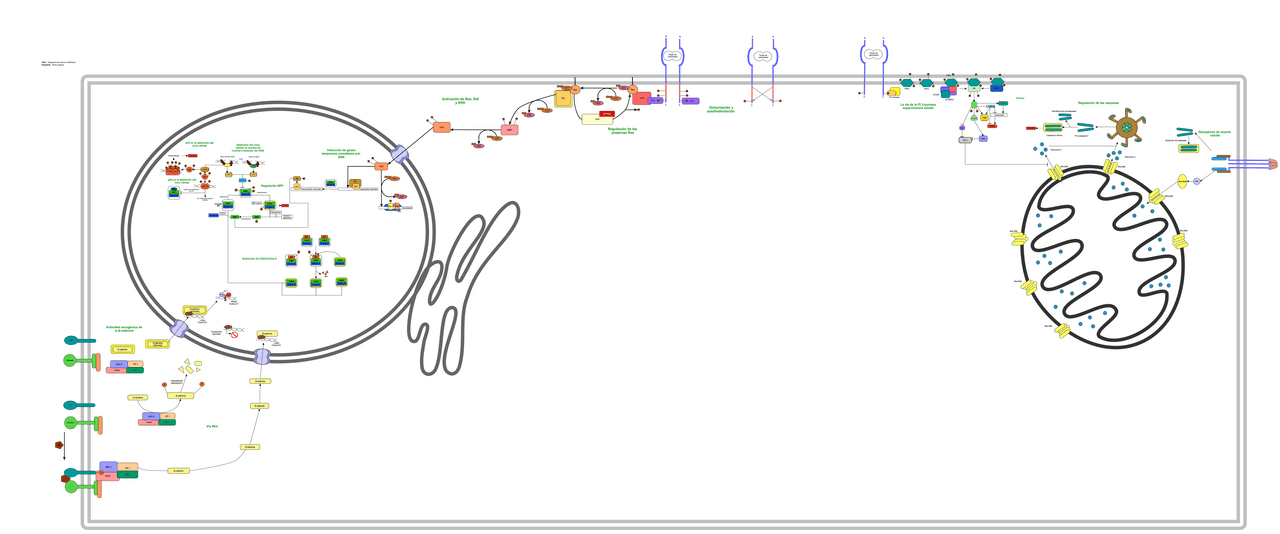 Rutas metabólicas de Apoptosis, MAP quinasas y procesos cancerigenos en ...