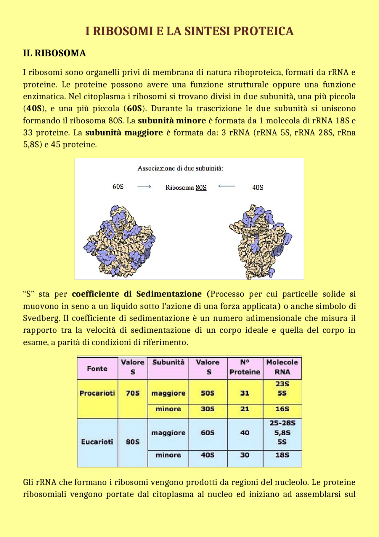 I ribosomi e la Sintesi proteica | Dispense di Biologia | Docsity