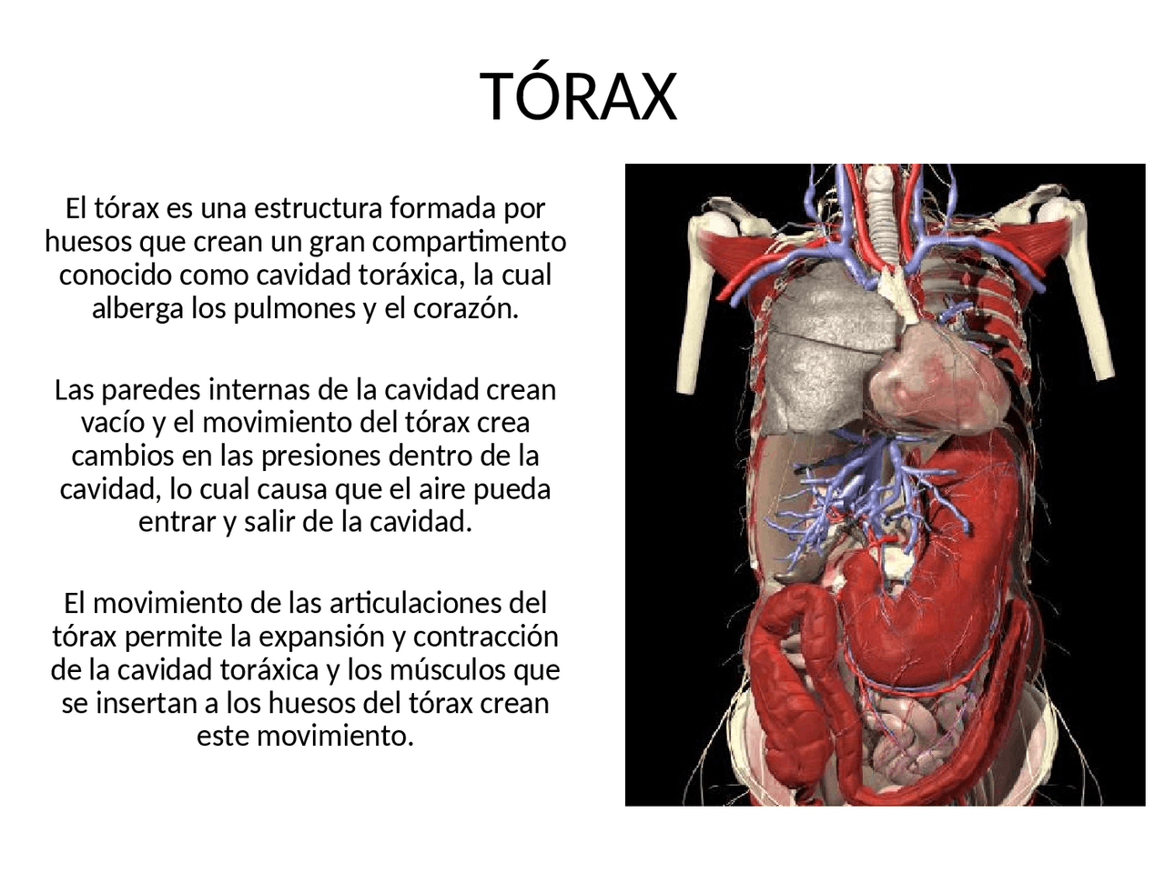 Anatomía del tórax incluye músculos y huesos | Diapositivas de Anatomía ...