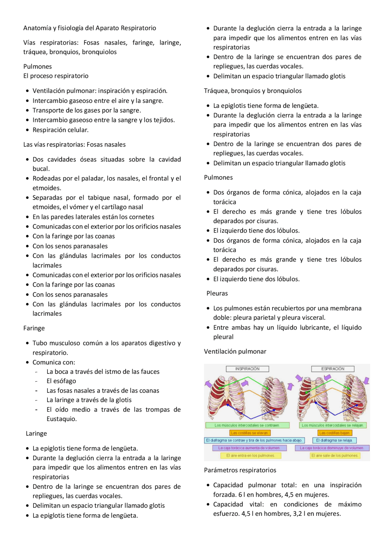 Sistema respiratorio | Ejercicios de Medicina | Docsity