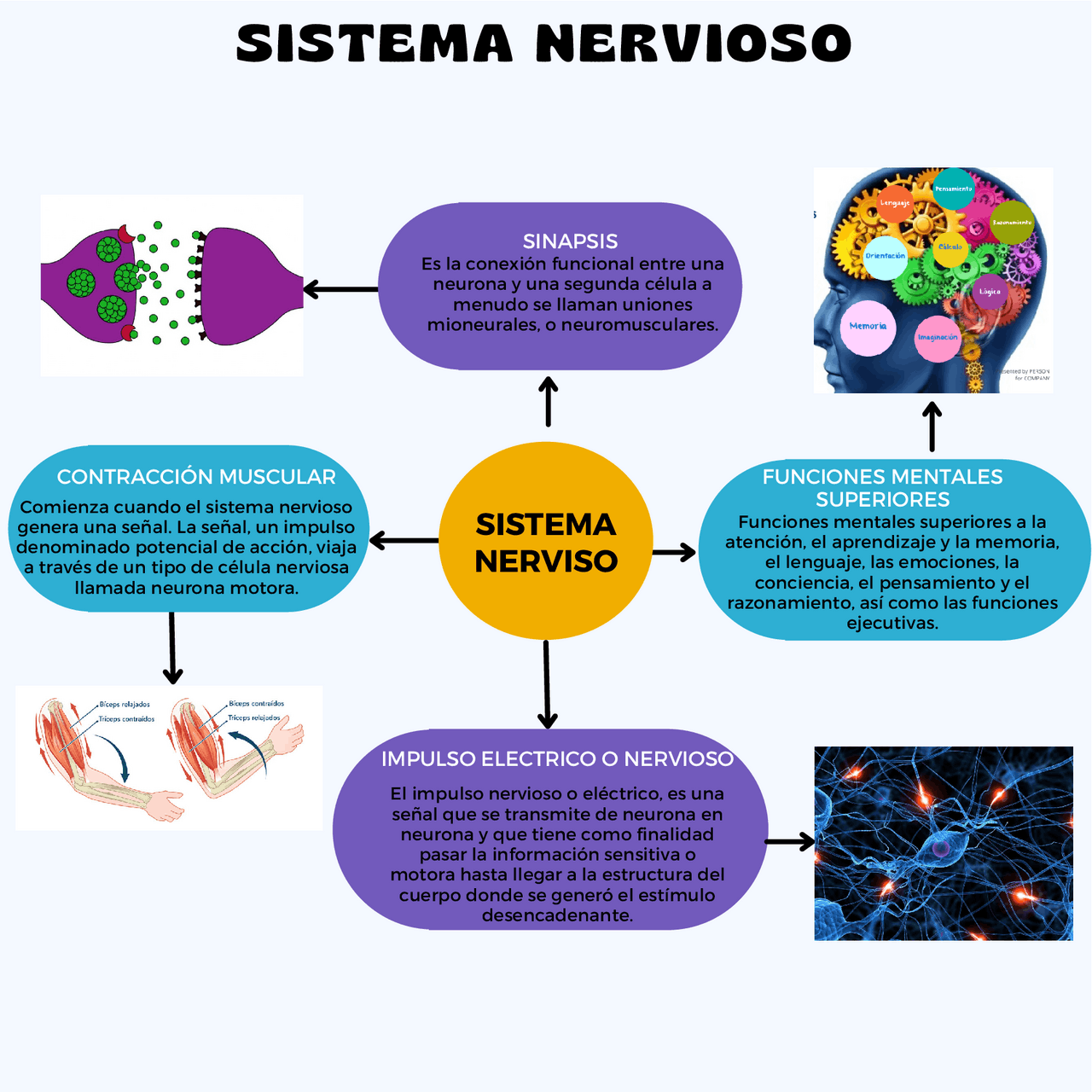 Sistema Nervioso Central Y Sus 4 Funciones Fundamentales Apuntes De