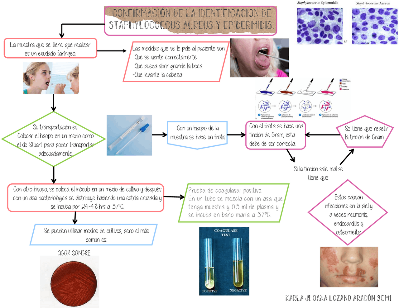 Staphylococcus Arereus y Epidermis | Esquemas y mapas conceptuales de Biología | Docsity
