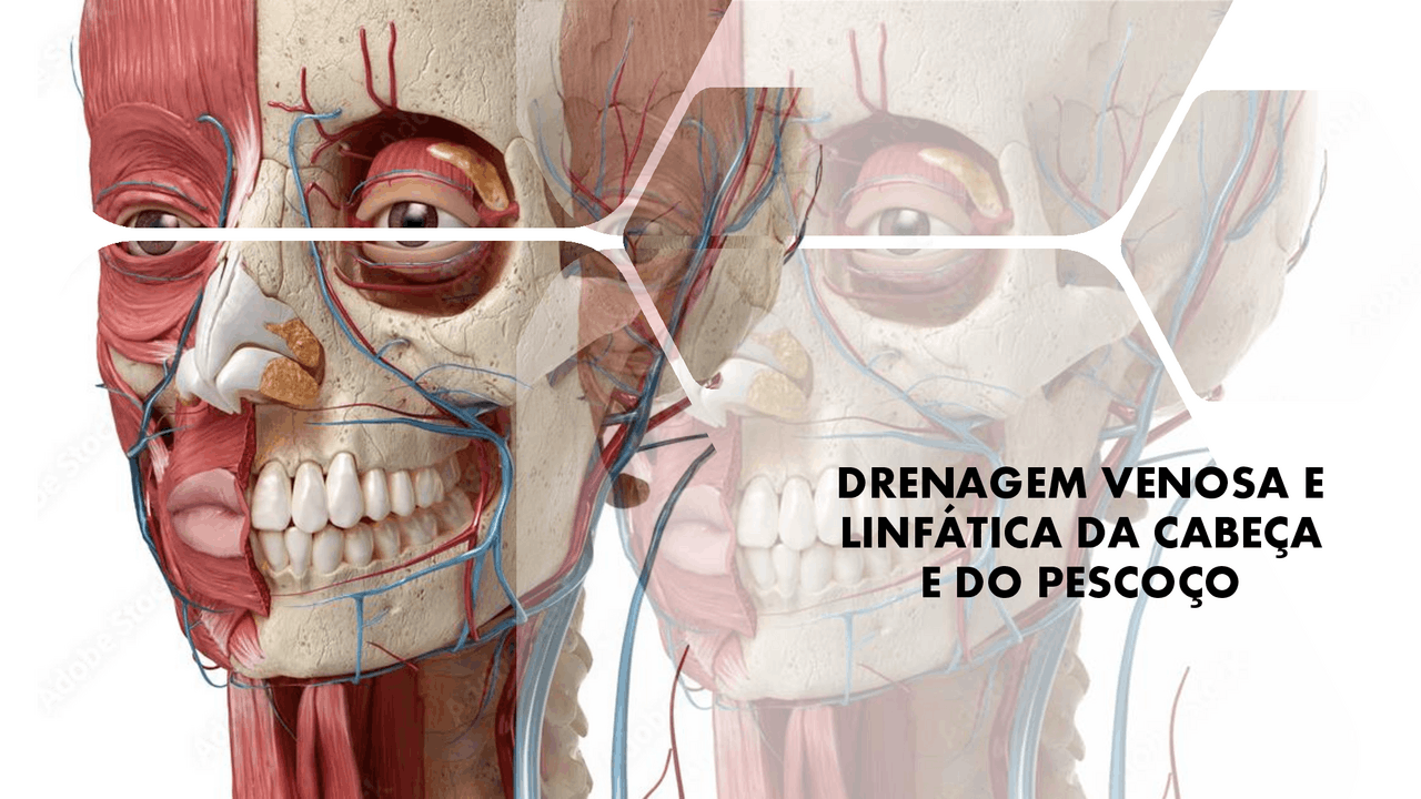 Drenagem Linfática E Venosa Slides Anatomia Docsity