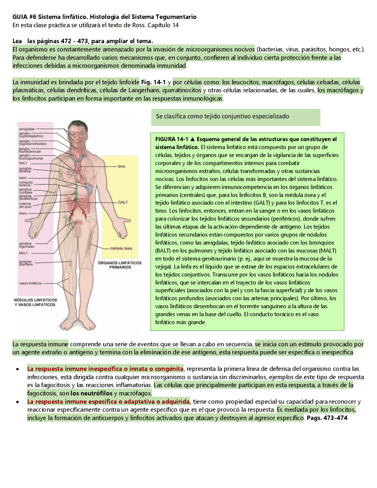 Guía #6 Sistema Linfático | Guías, Proyectos, Investigaciones de Anatomía | Docsity