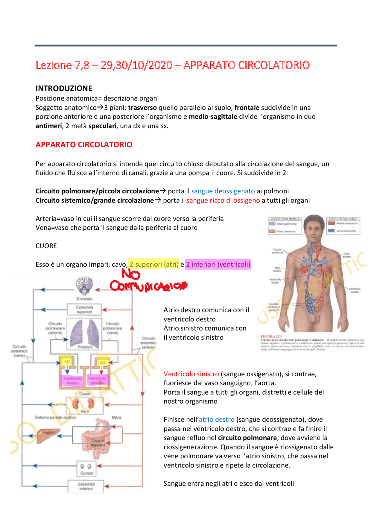Anatomia Umana Lapparato Circolatorio Appunti Di Anatomia Docsity