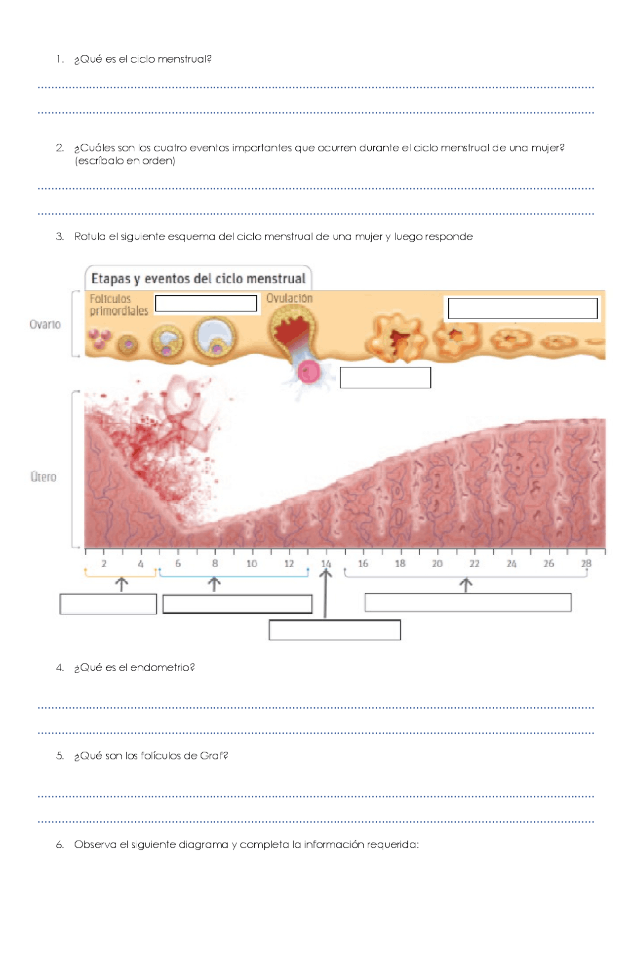 ACTIVIDADES CICLO MENSTRUAL | Ejercicios de Biología | Docsity