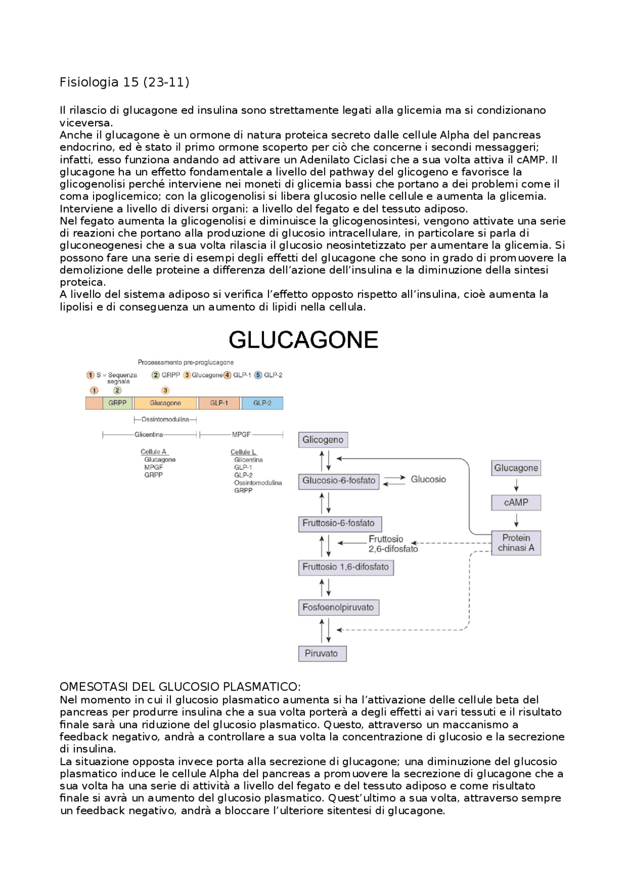 Lezione 15 Di 20 Glucagone Omeostasi Del Glucosio Appunti Di