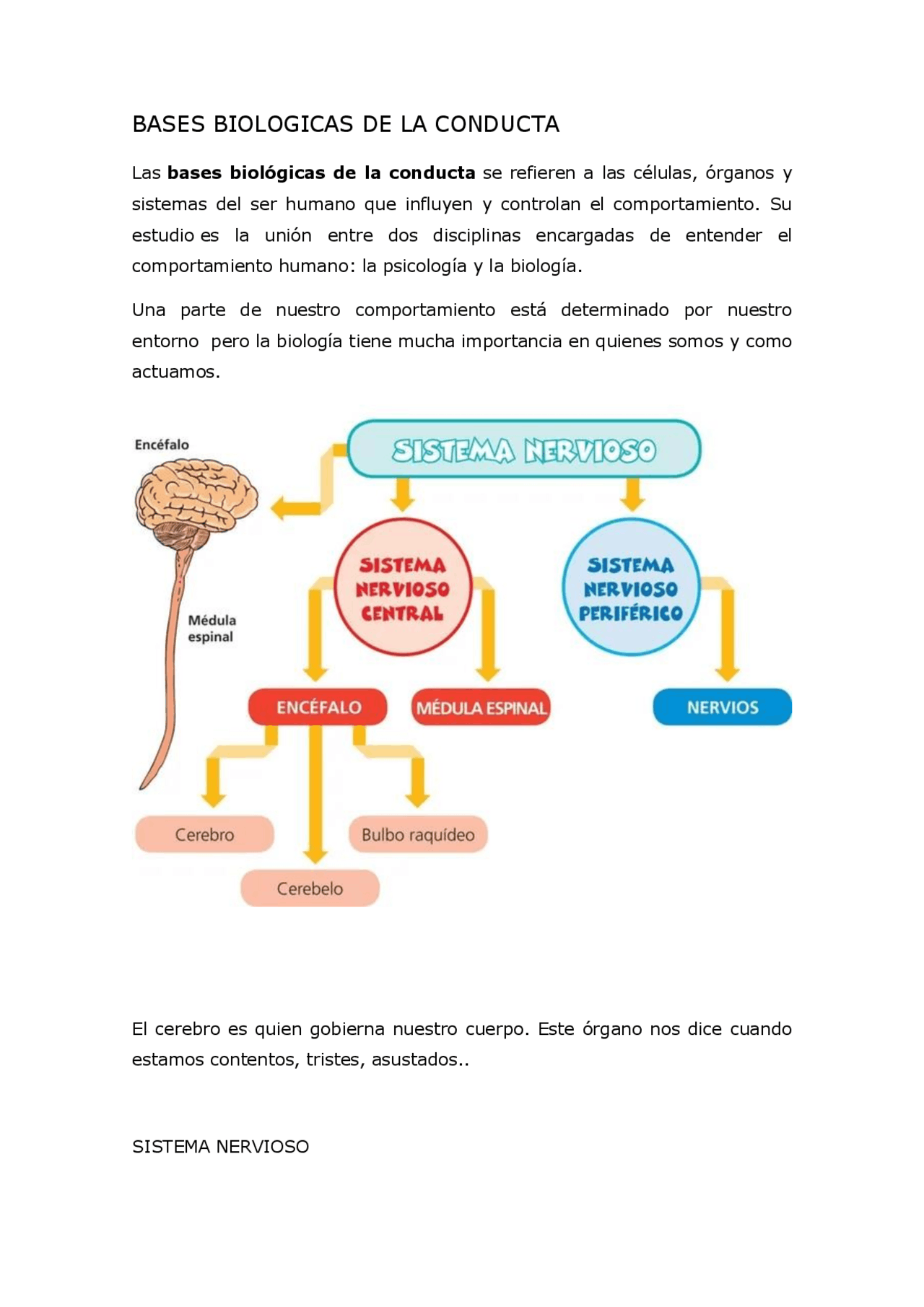 Bases biológicas de la conducta | Ejercicios de Psicología | Docsity