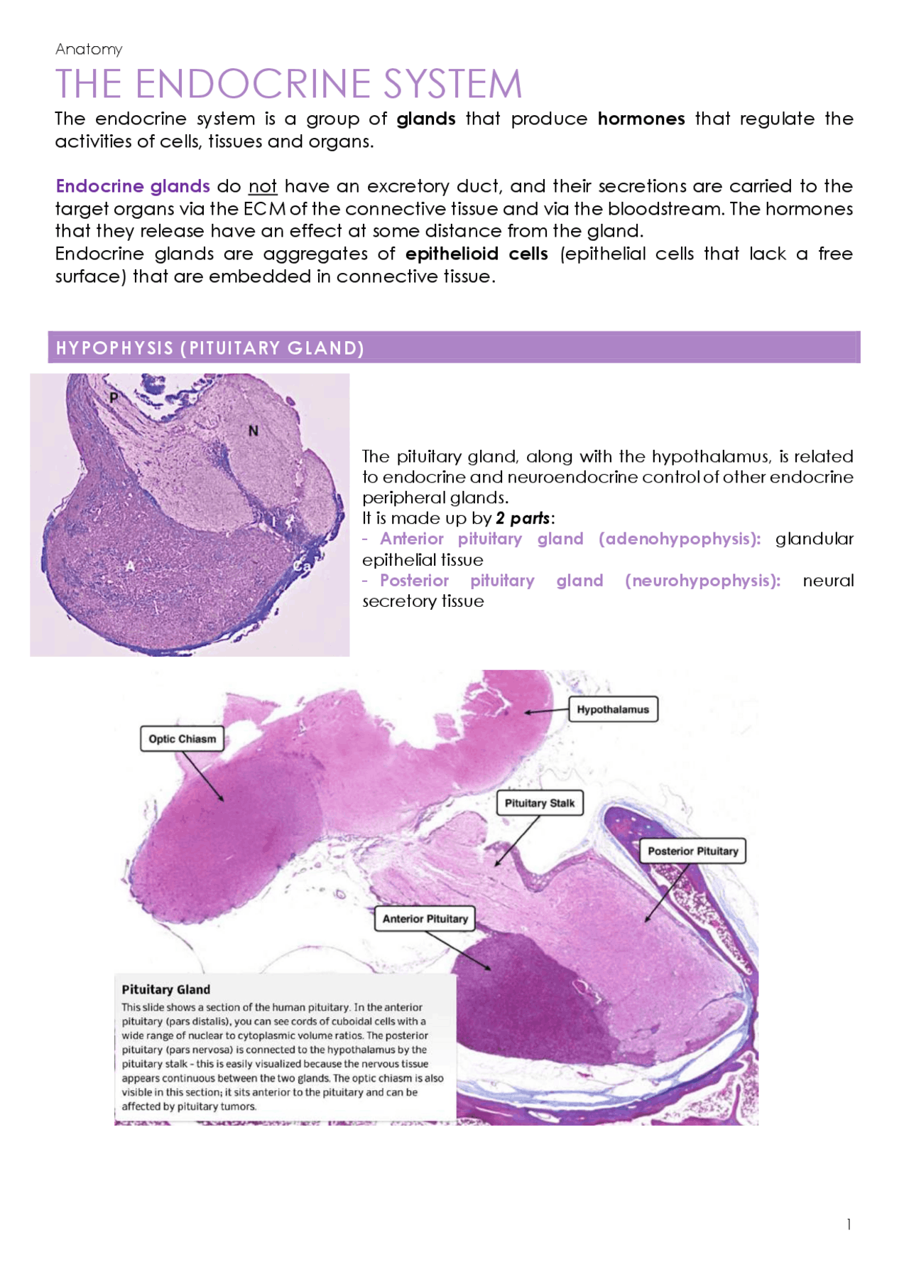 Il Sistema Endocrino/The Endocrine System: Anatomia e Istologia ...