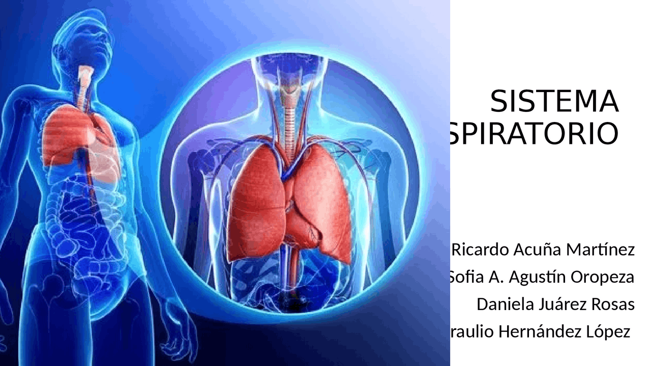 Sistema respiratorio | Esquemas y mapas conceptuales de Histología ...
