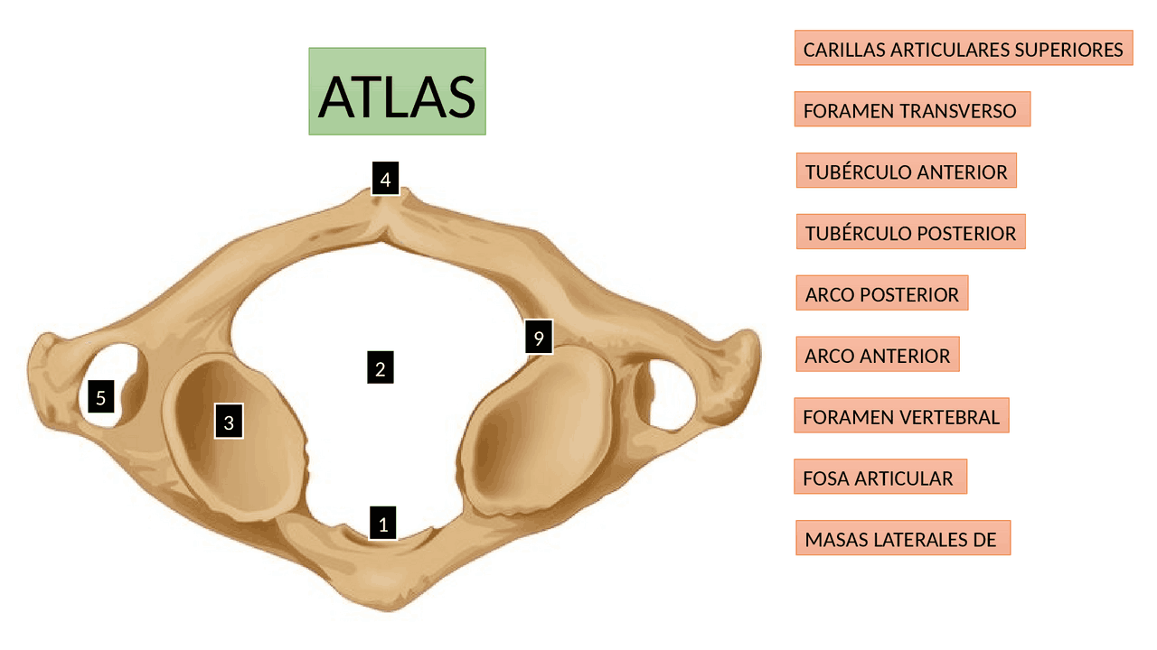 Columna Vertebralpptx Diapositivas De Anatomía Aplicada Docsity