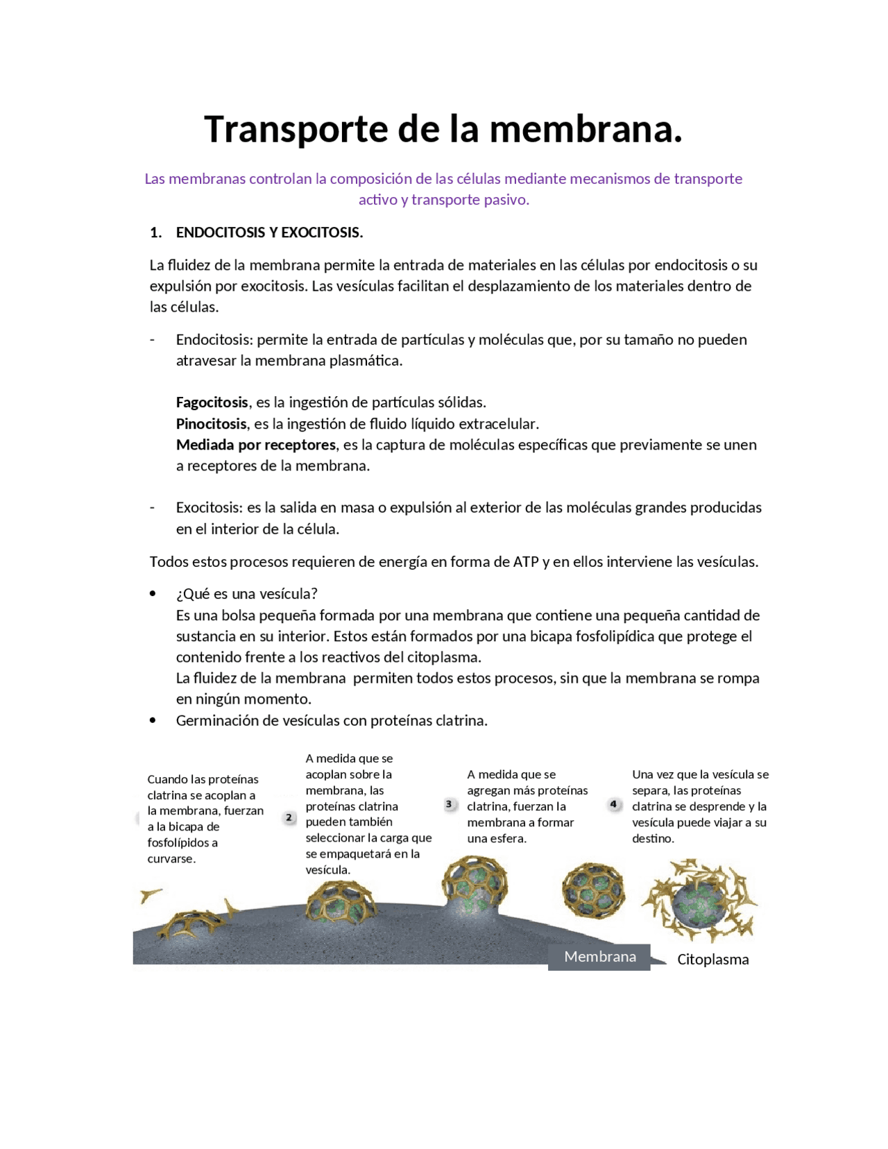 Transporte De La Membrana Apuntes De Biología Docsity