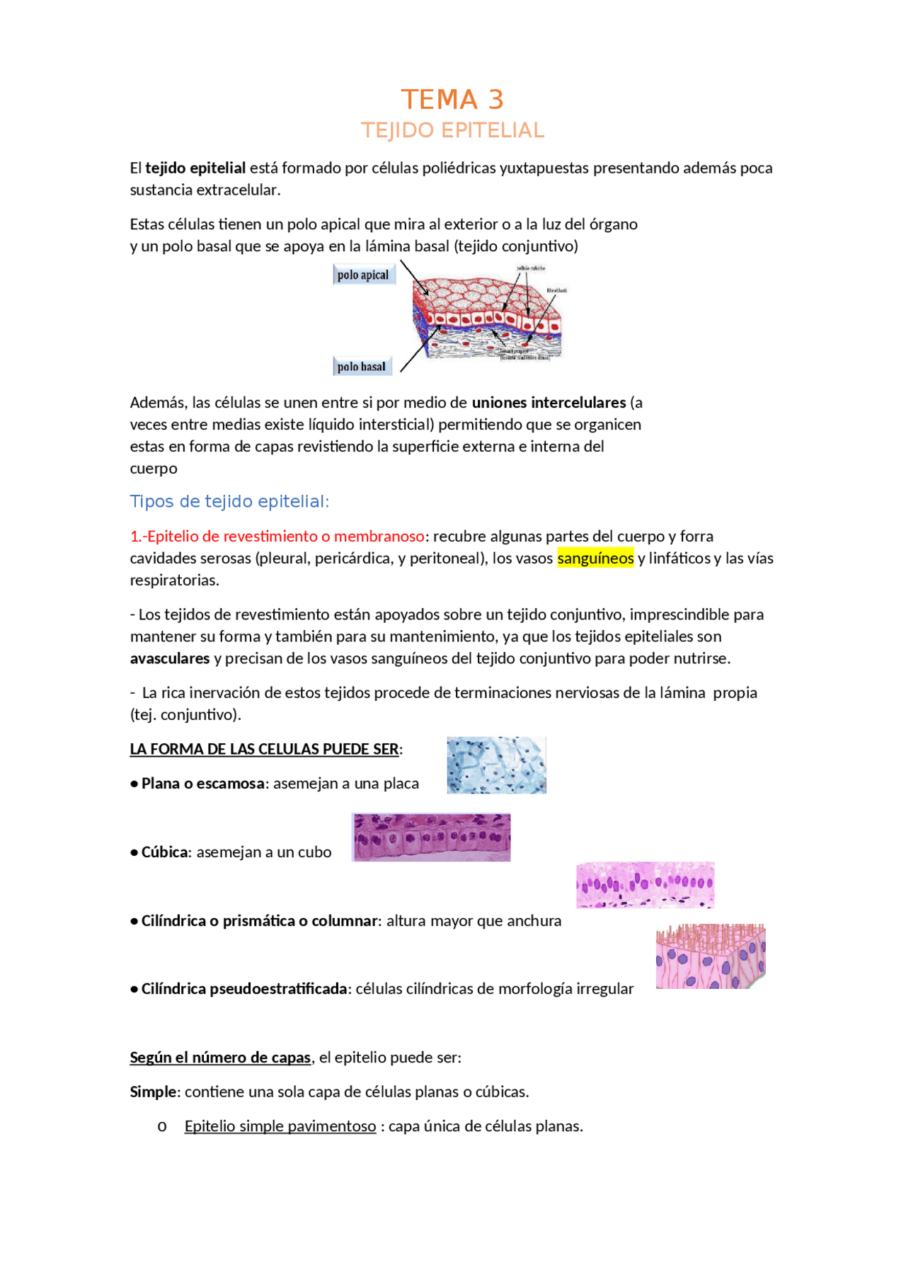Apuntes De Primero De Enfermeria De AnatomÍa Esquemas Y Mapas