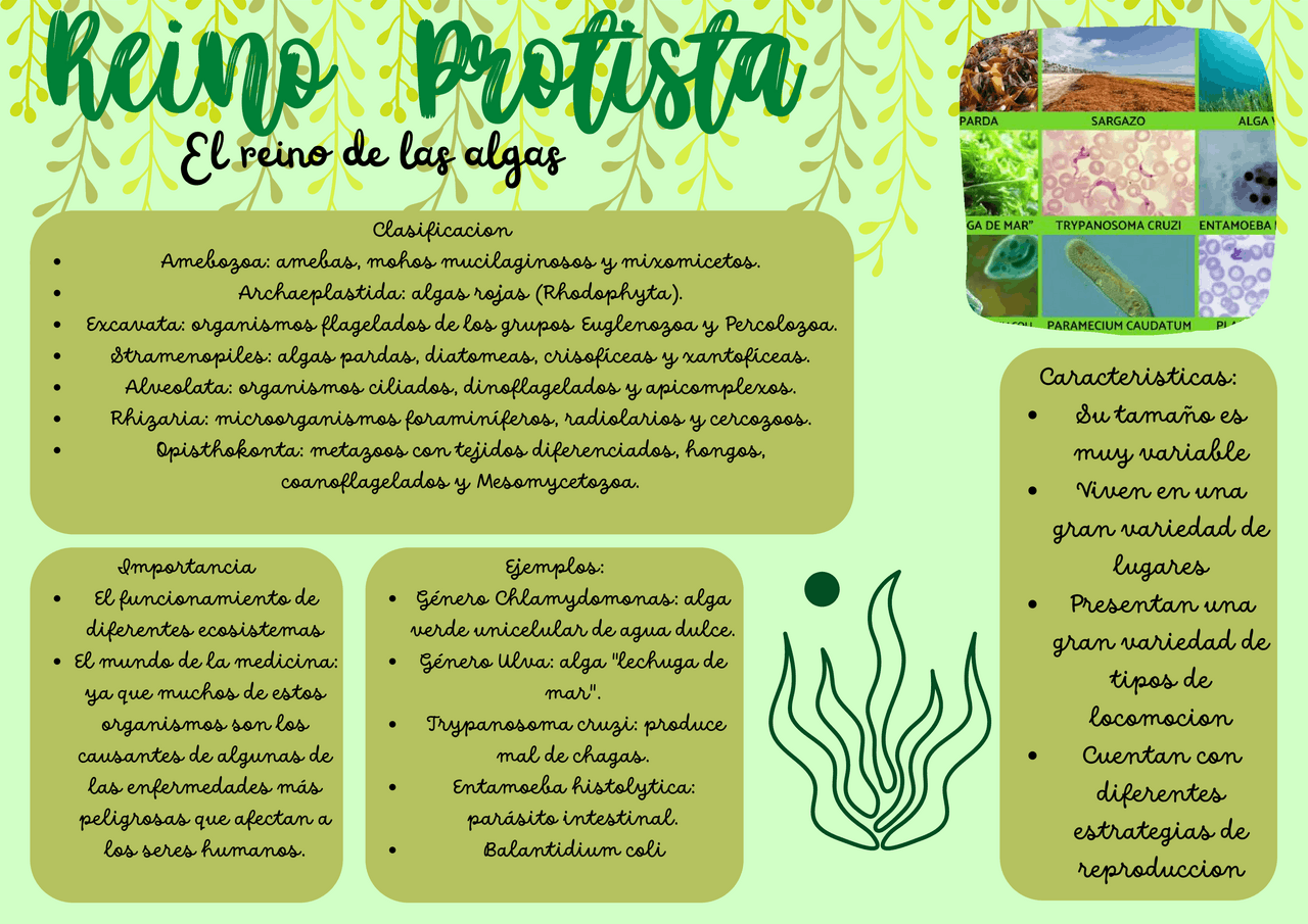 Reino PROTISTA El reino de las ALGAS | Esquemas y mapas conceptuales de Biología | Docsity