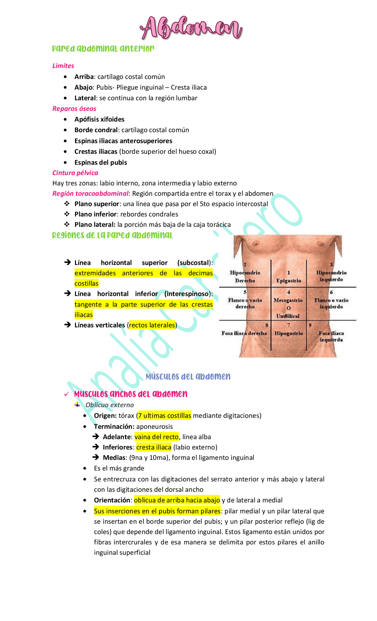 Resumen De Abdomen 1ra Parte Resúmenes De Anatomía Docsity