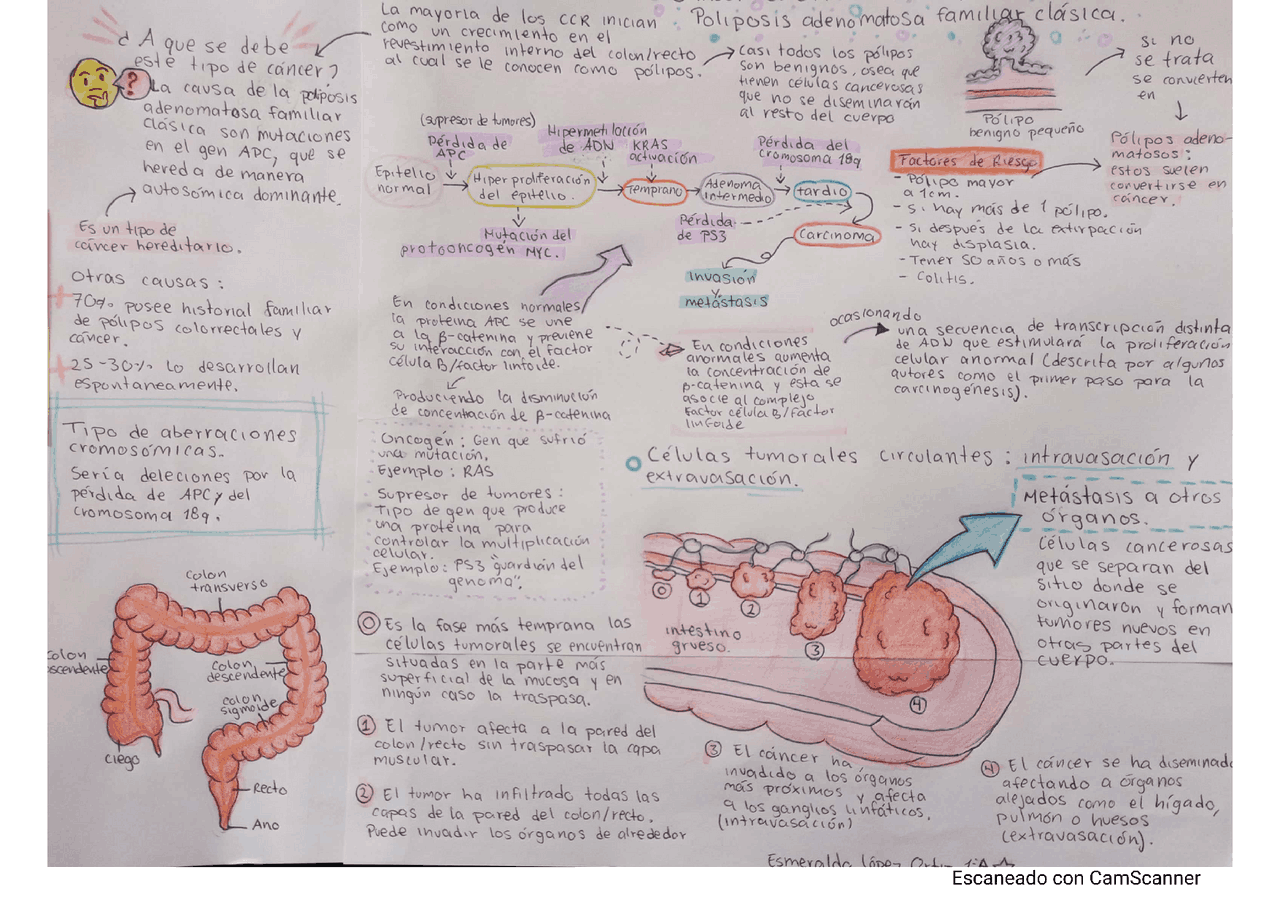 Esquema del cancer colorrectal | Esquemas y mapas conceptuales de ...