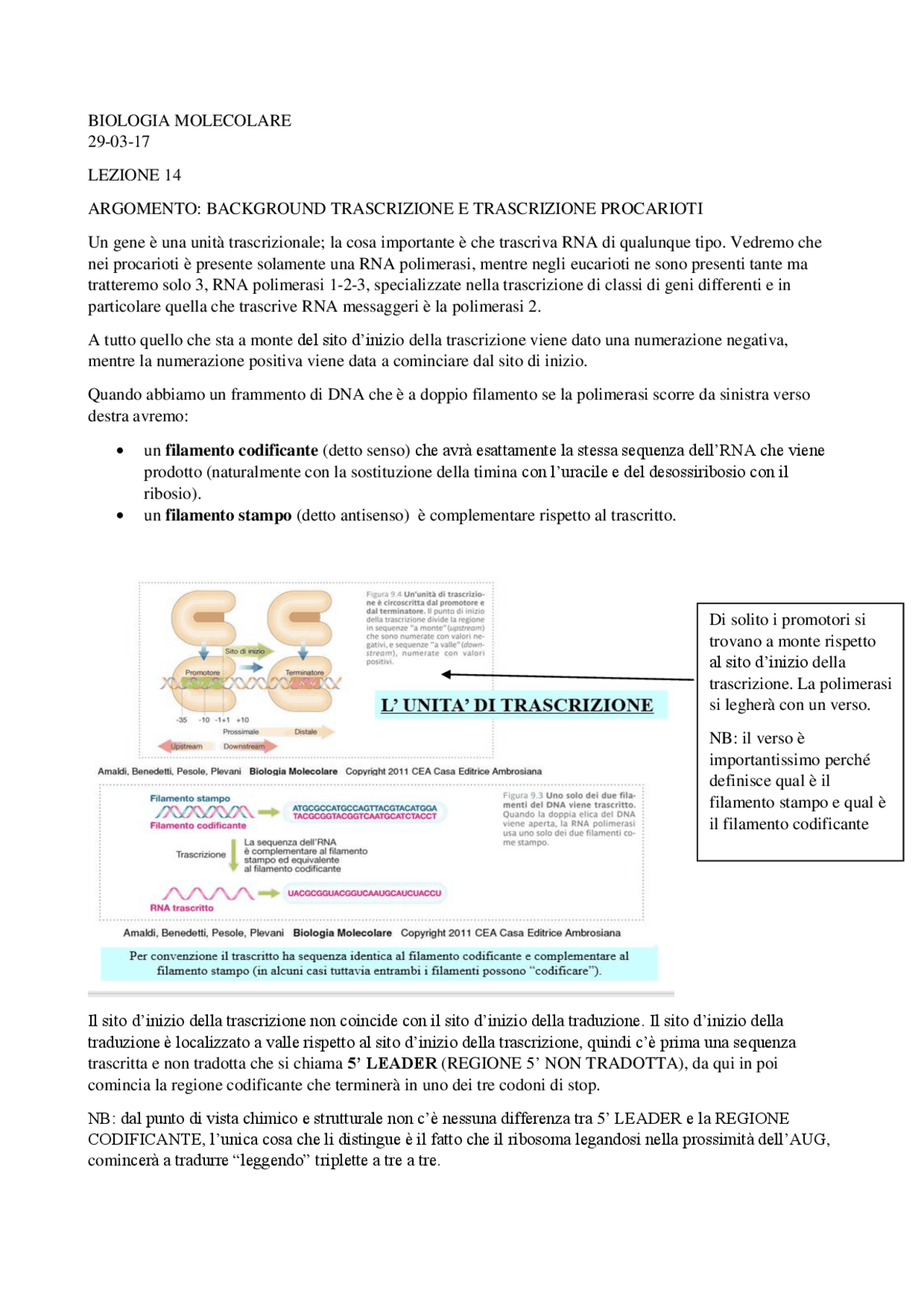 Programma Biologia Molecolare - Parte 2 | Sbobinature di Biologia Molecolare | Docsity