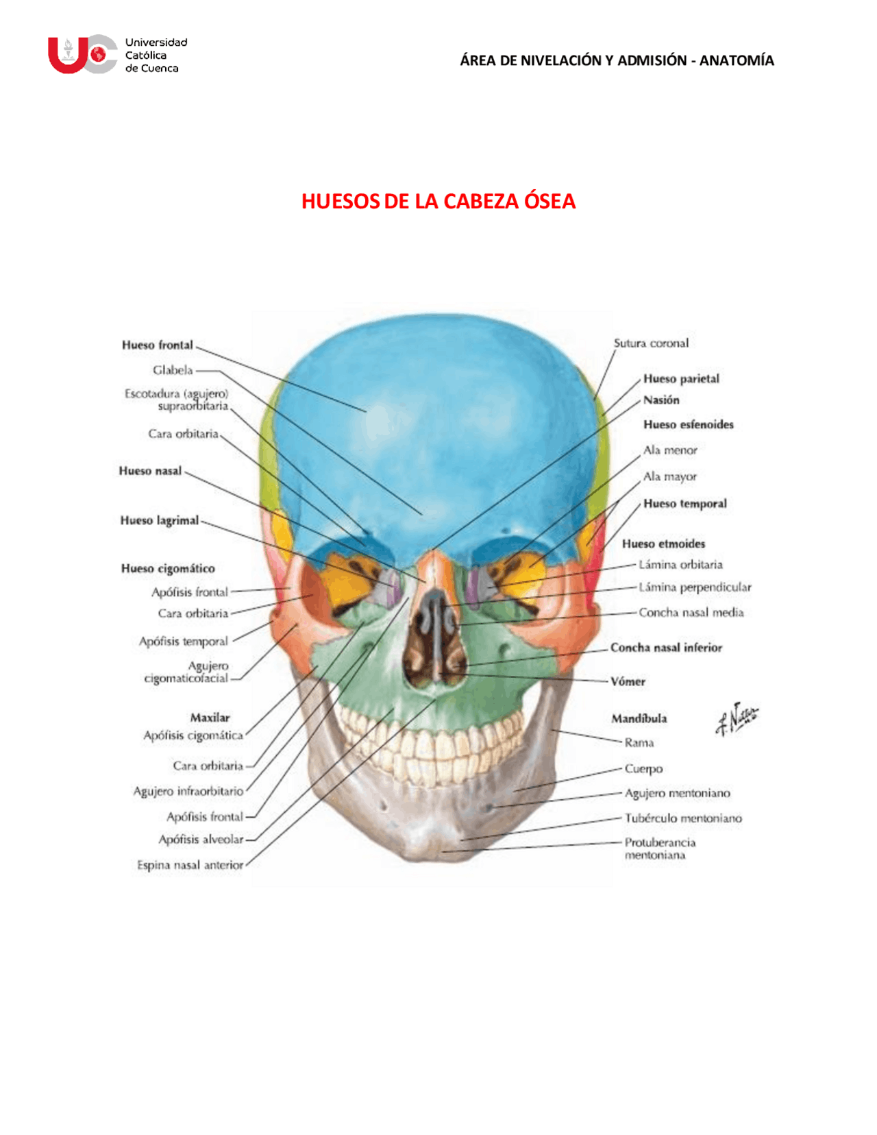 Huesos de la cabeza , estructura ósea | Slides de Biologie | Docsity