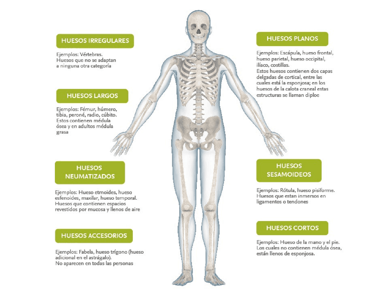 Huesos De La Cara Anatomía Diapositivas De Anatomía Docsity