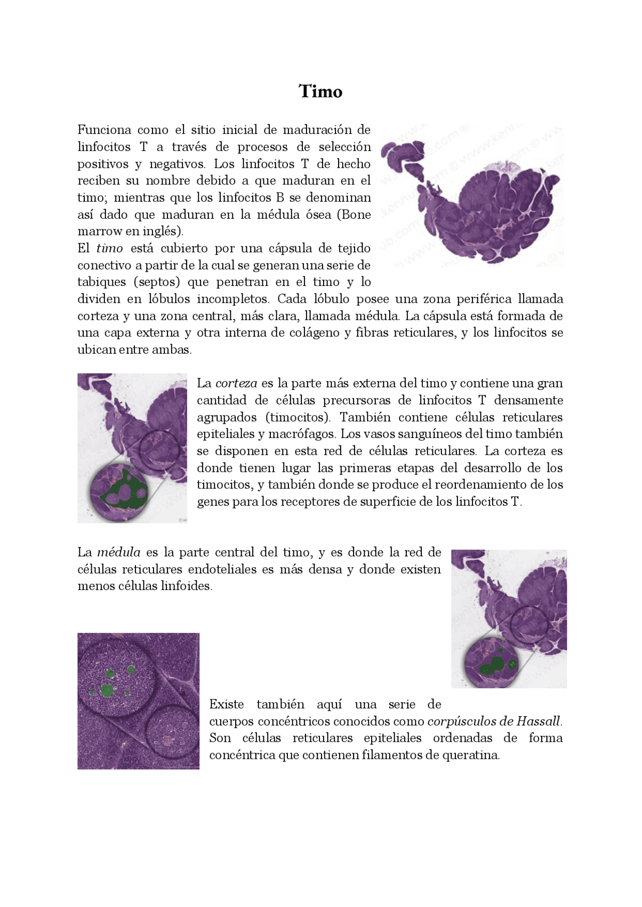 Histológia sobre Timo más imagenes | Apuntes de Histología | Docsity