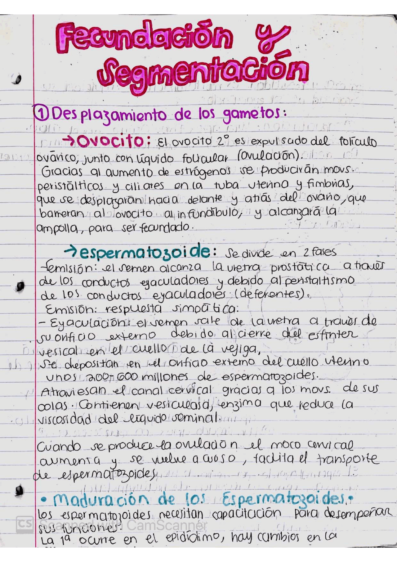 Resumen 5 Embriologia Summaries Of Embryology Docsity