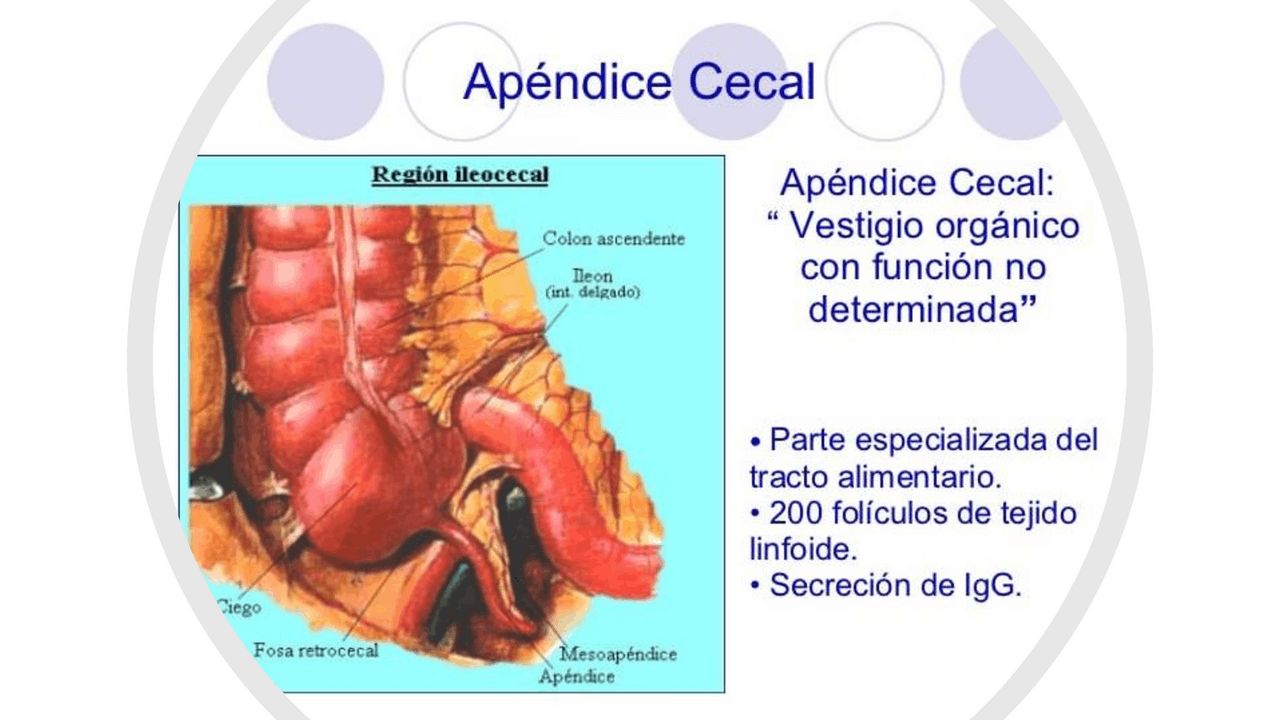 Patologia de apendice | Diapositivas de Clínica Medica | Docsity