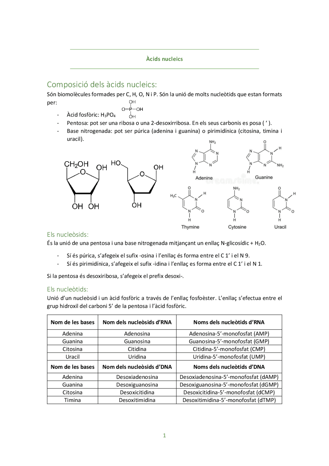 Àcids Nucleics Biologia 1r Batx Resúmenes De Biología Docsity