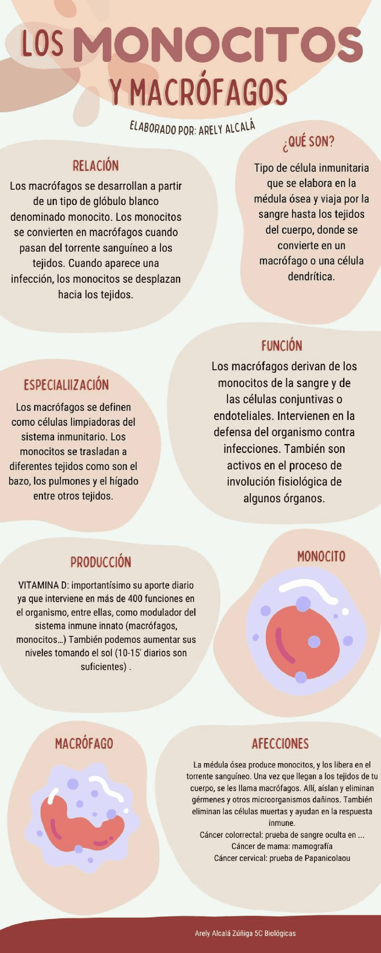 Monocitos y Macrófagos | Apuntes de Biología | Docsity