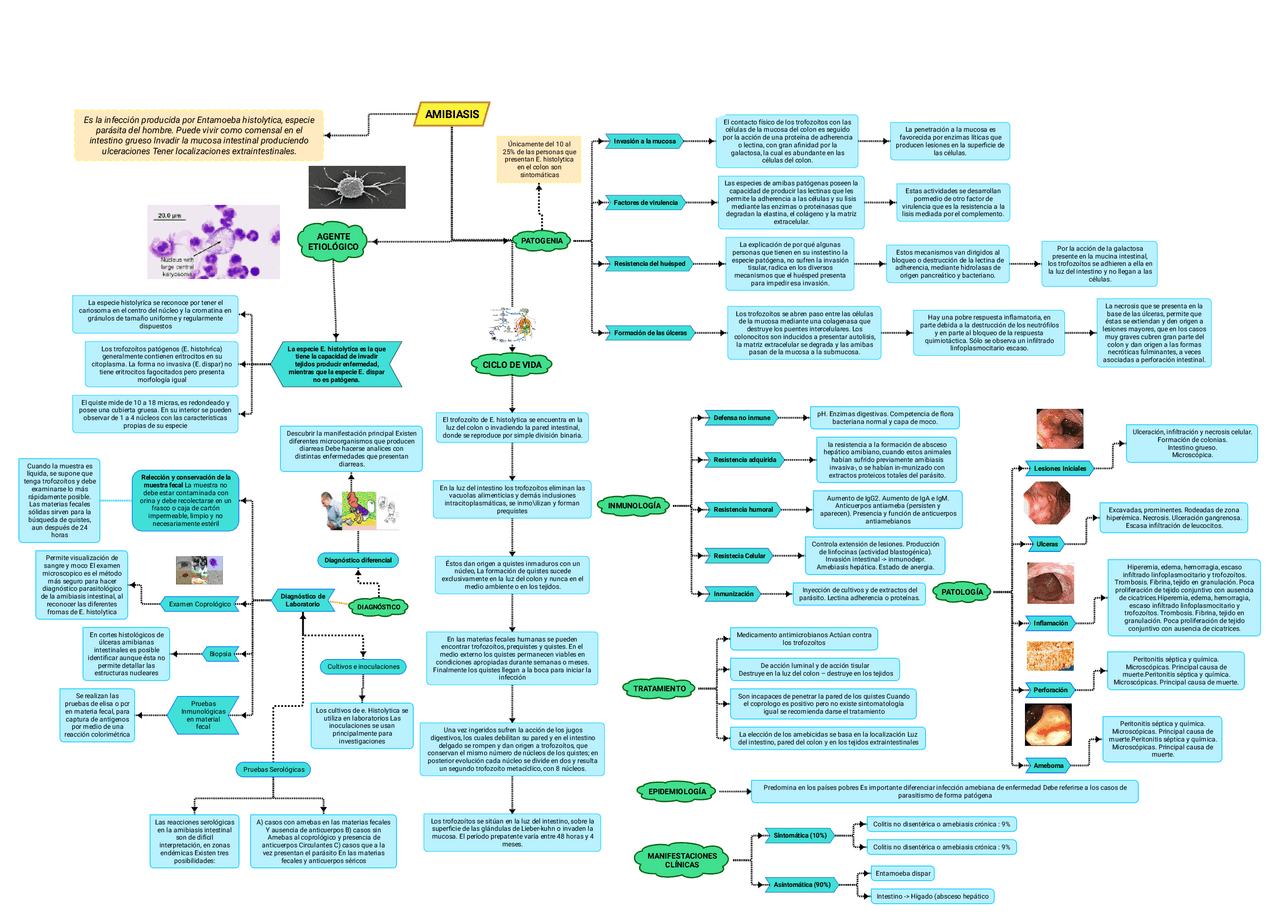 Mapa Conceptual De Amebiasis Esquemas Y Mapas Conceptuales De